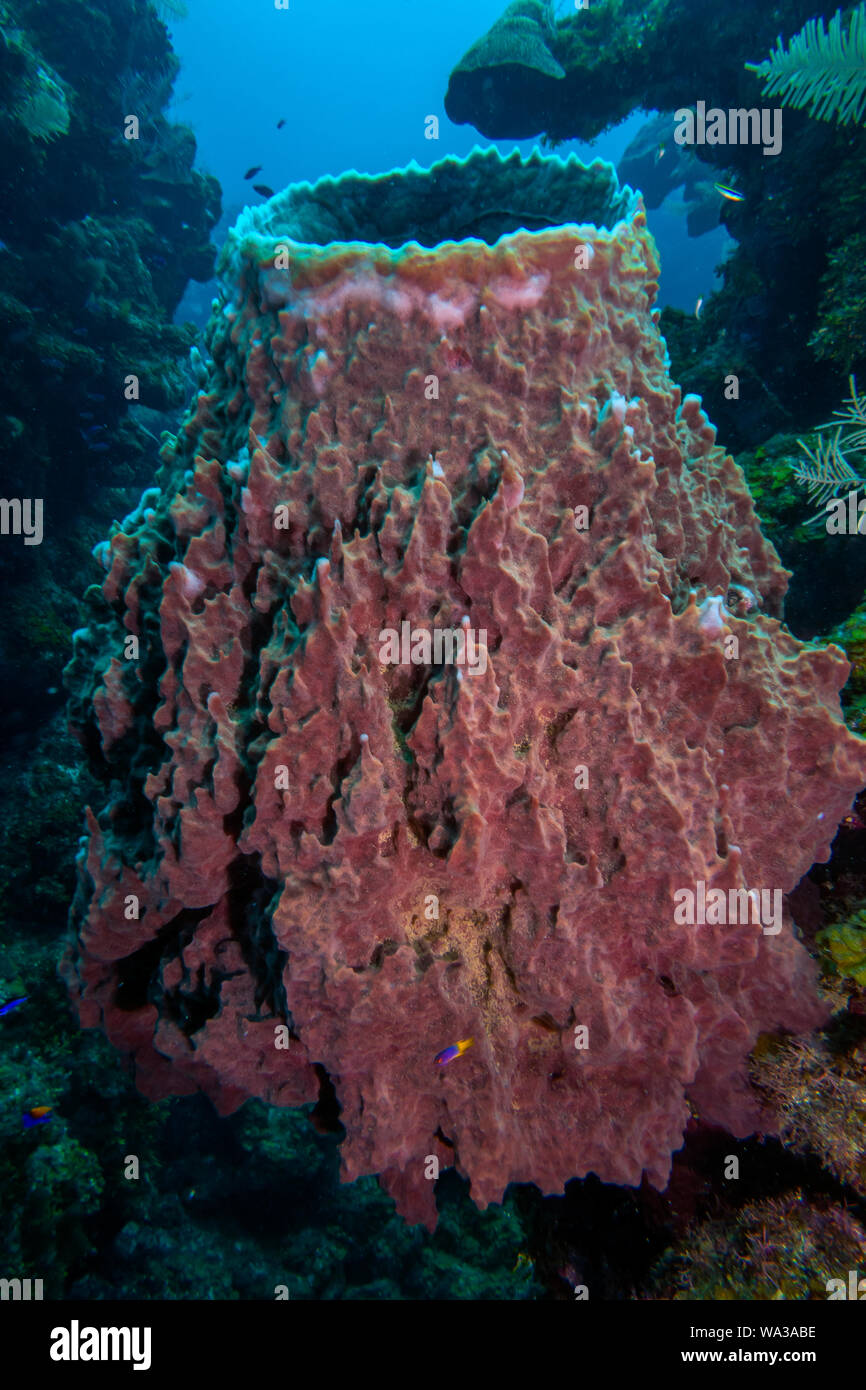 Caribbean coral reef with very large barrel sponge Stock Photo - Alamy