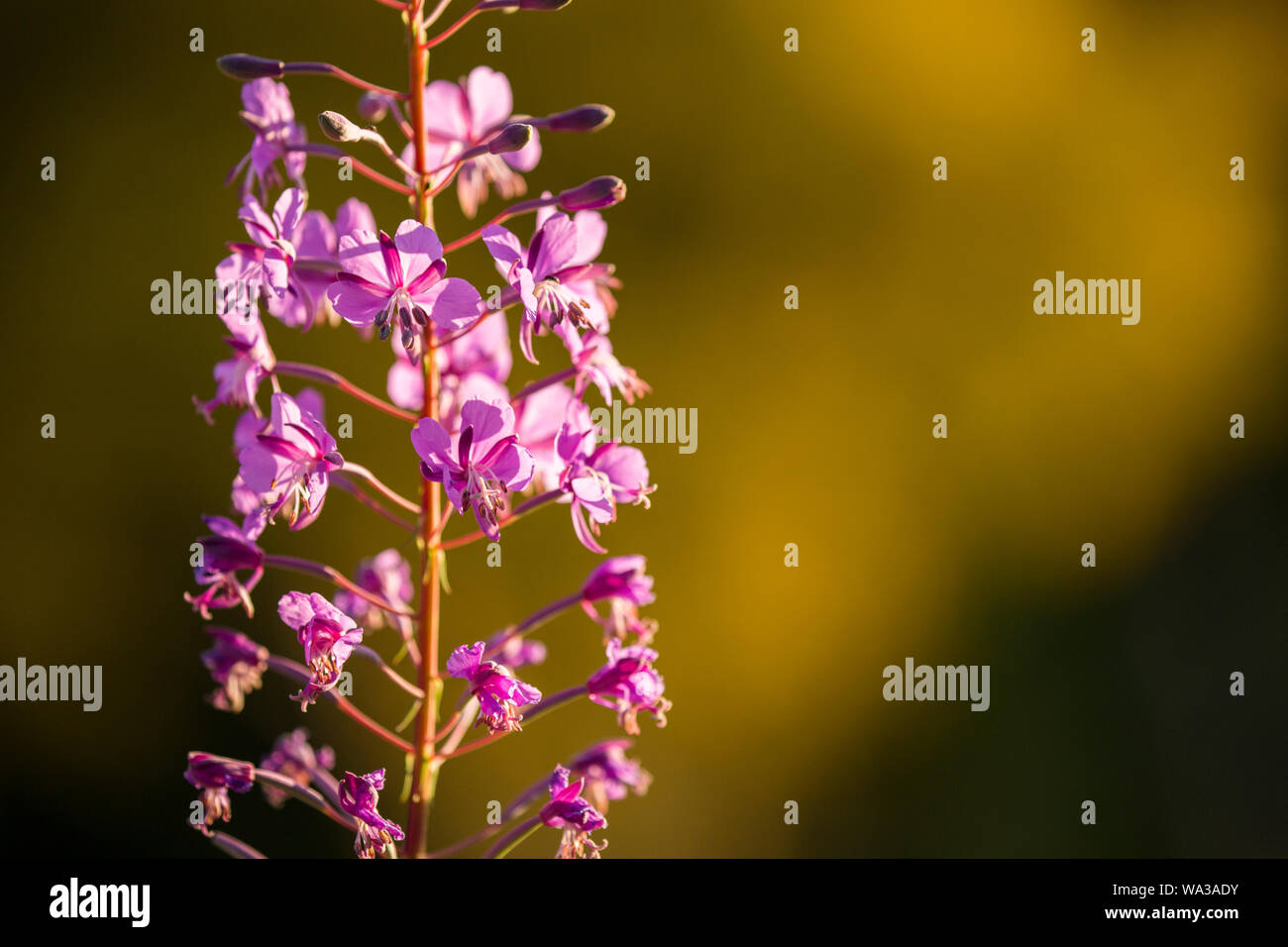 Pink flower. Sicily, Italy Stock Photo - Alamy