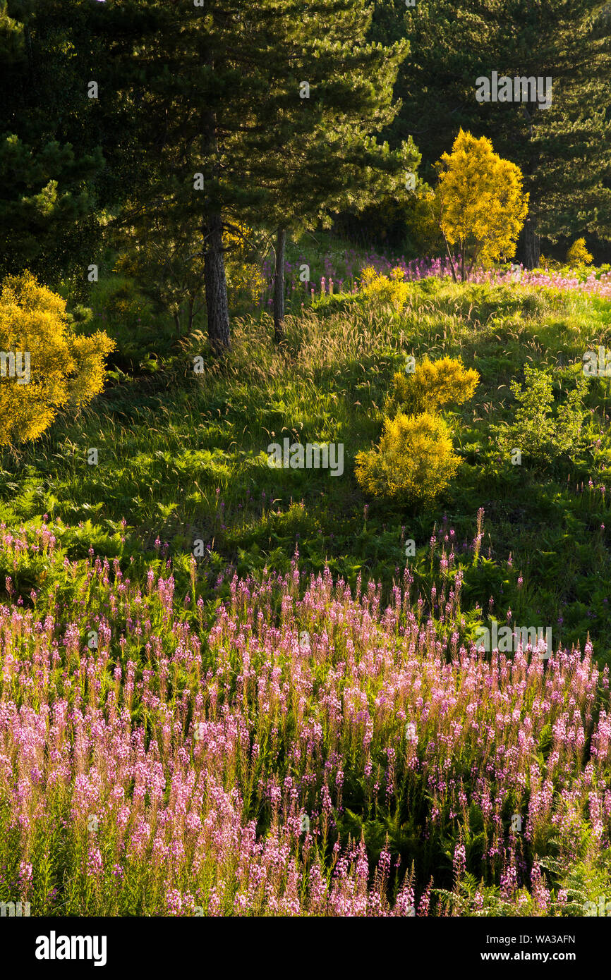 Vegetation on the slopes of Etna volcano. Sicily, Italy Stock Photo - Alamy