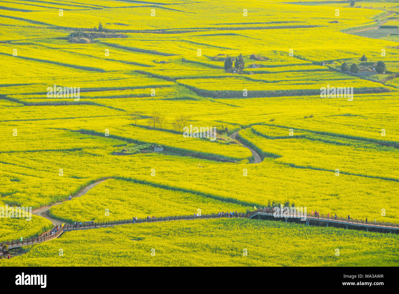 Volare rape scene Stock Photo - Alamy