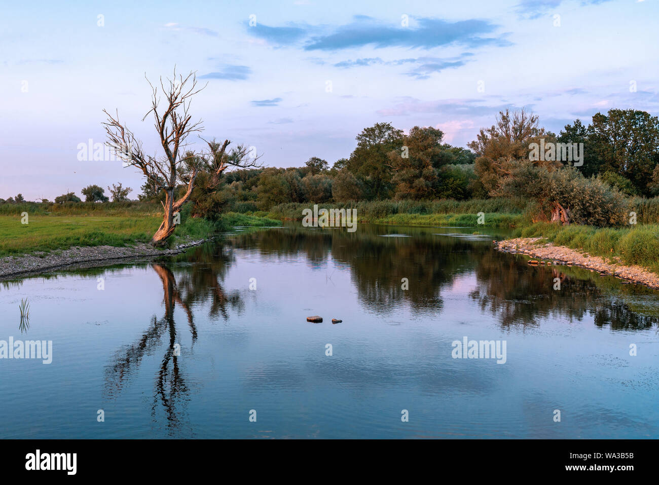 Wetlands of the river Havel near Guelpe, Havelaue, Brandenburg, Germany ...