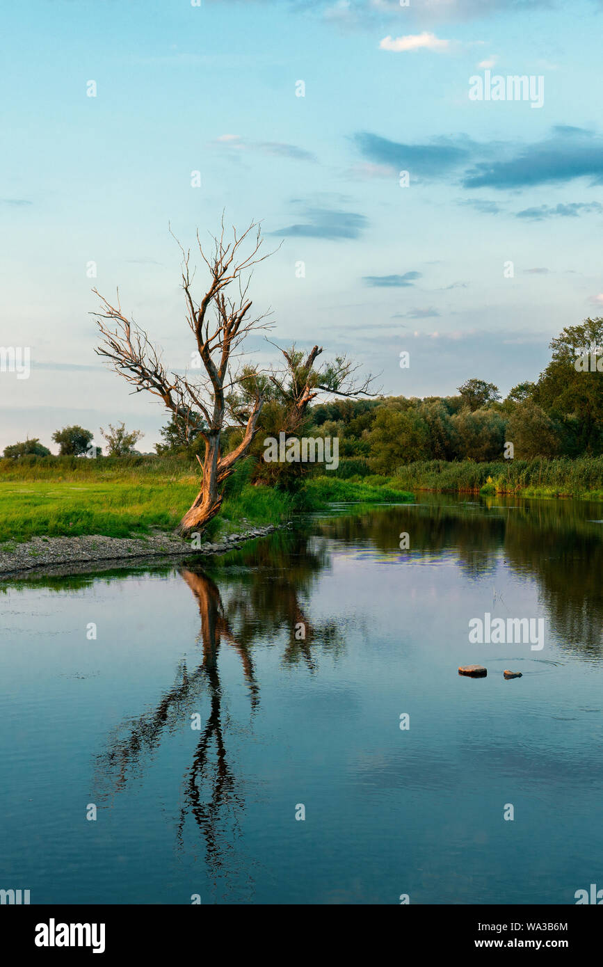 Wetlands of the river Havel near Guelpe, Havelaue, Brandenburg, Germany ...
