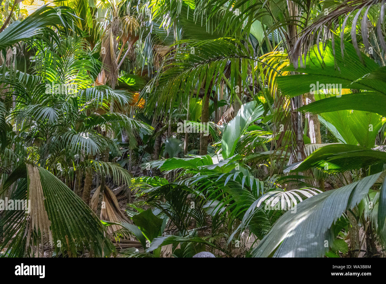 UNESCO world natural heritage Vallee de Mai with coco de mer palms on ...