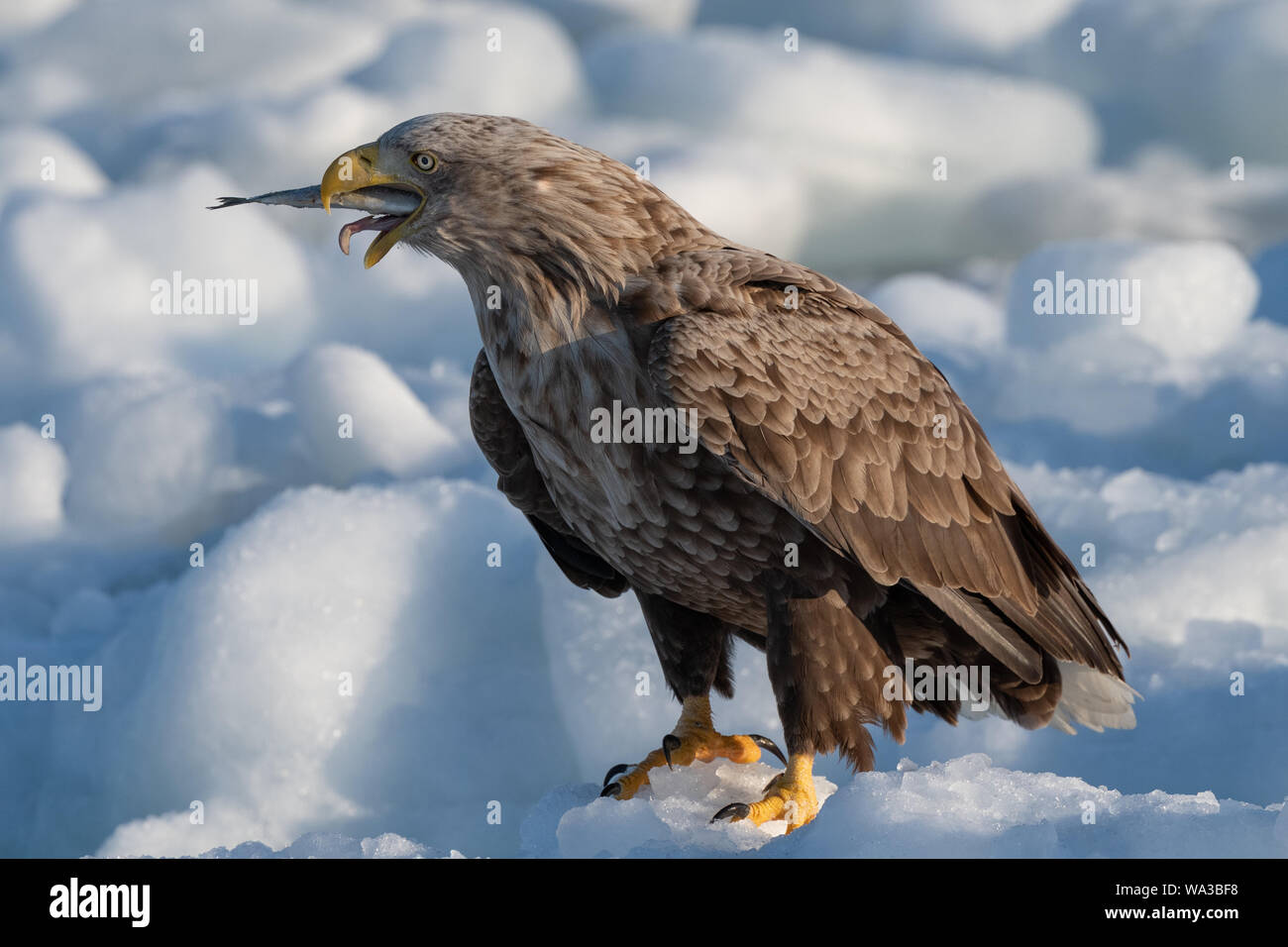 Eagle grabbing fish hi-res stock photography and images - Alamy