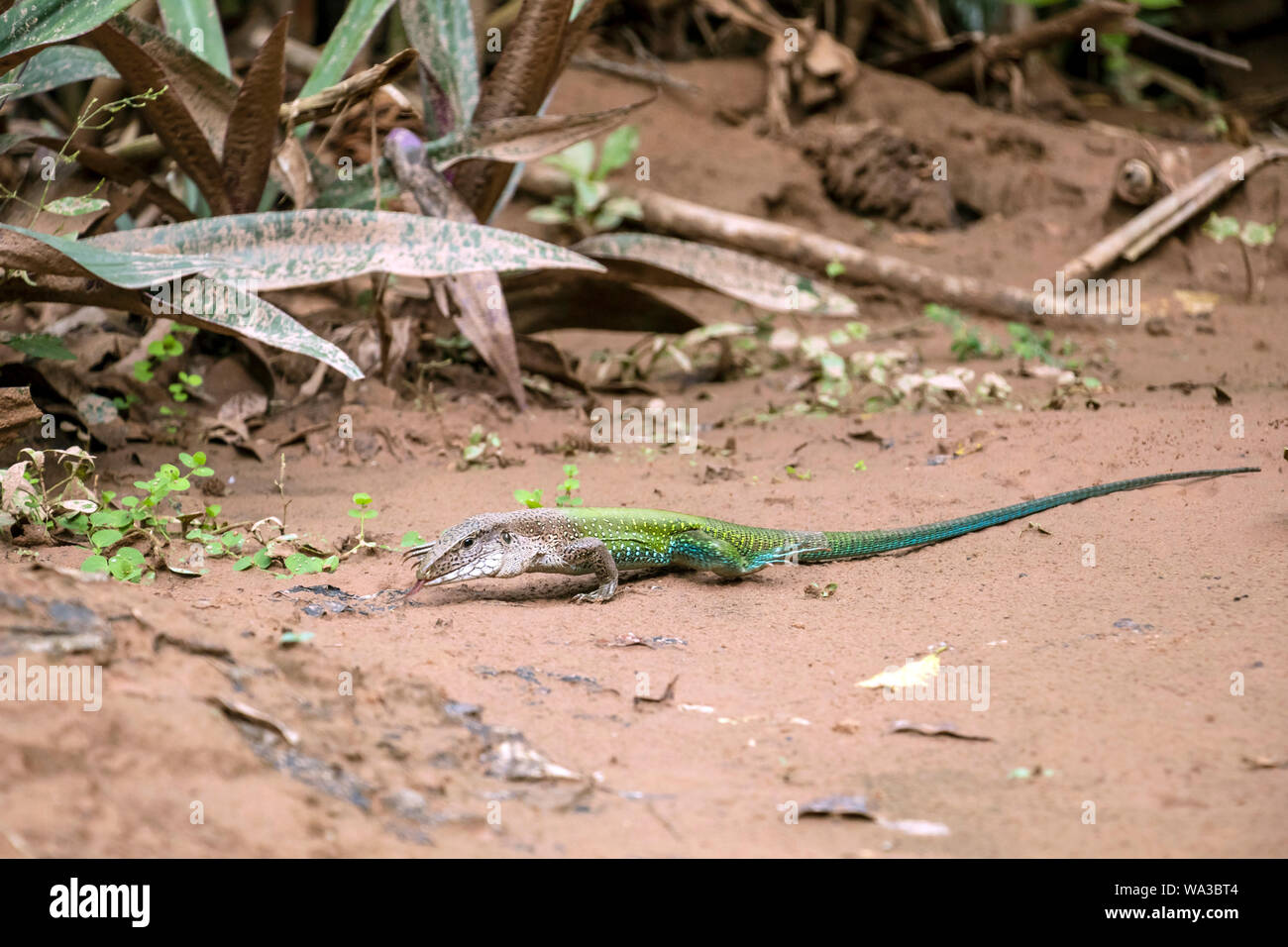 Green ameiva hi-res stock photography and images - Alamy