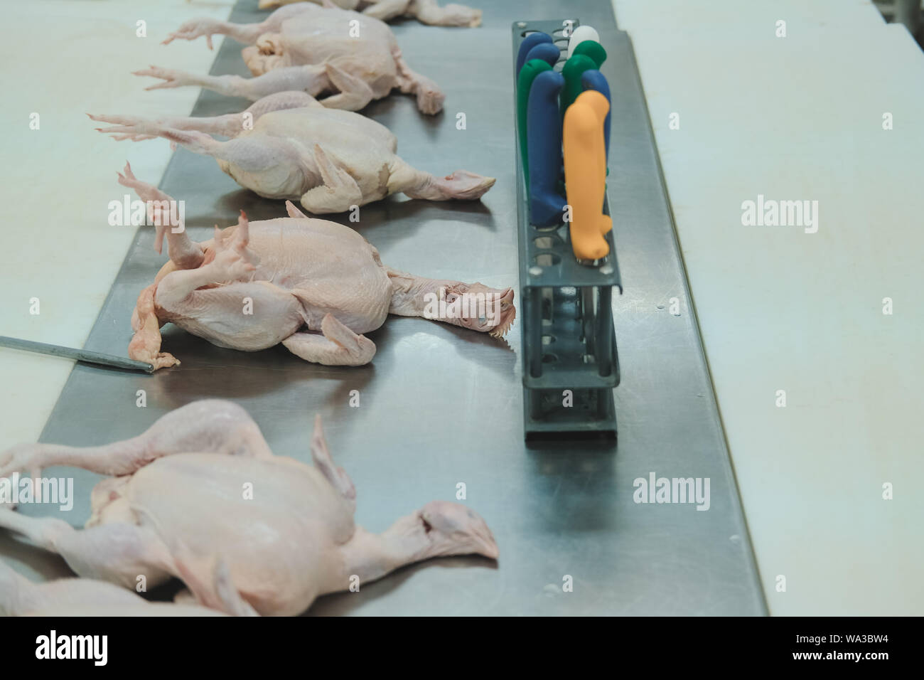 chicken processing in plant factory. poultry production in food ...