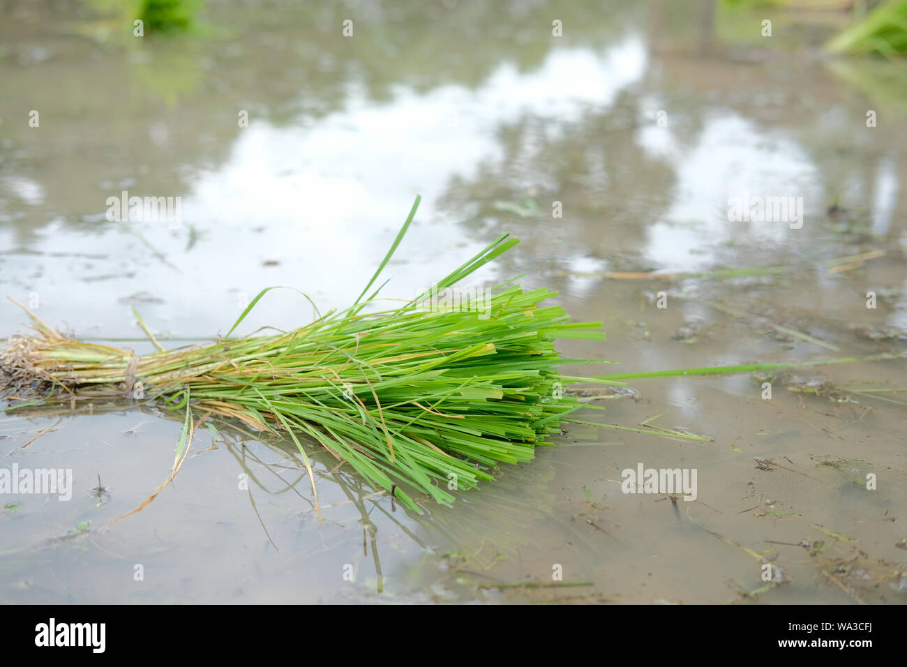 rice plant seedlings for growing in paddy field in rural Thailand Stock ...