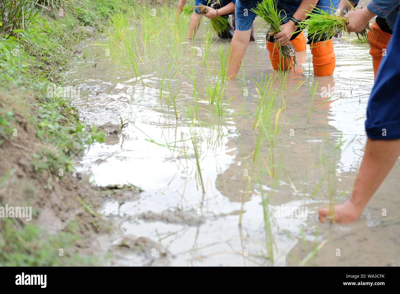 farmer growing rice in paddy field, people transplanting seedling Stock ...