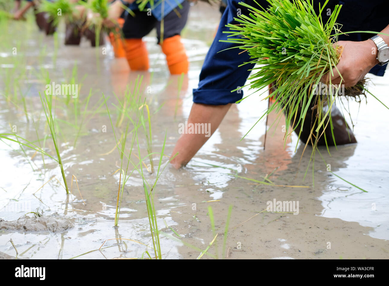 farmer growing rice in paddy field, people transplanting seedling Stock ...