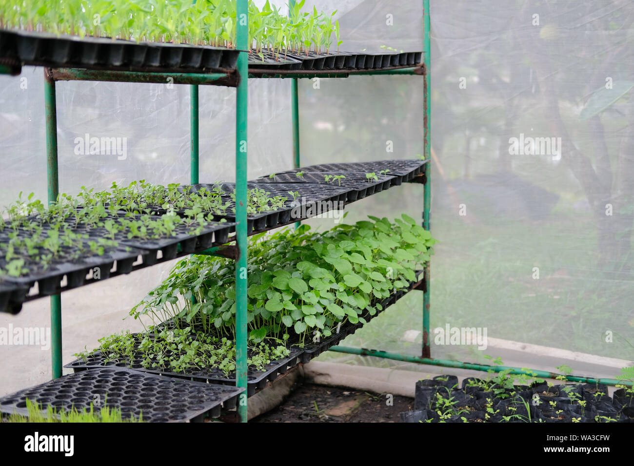 seedling plant growing in nursery greenhouse in farm Stock Photo - Alamy