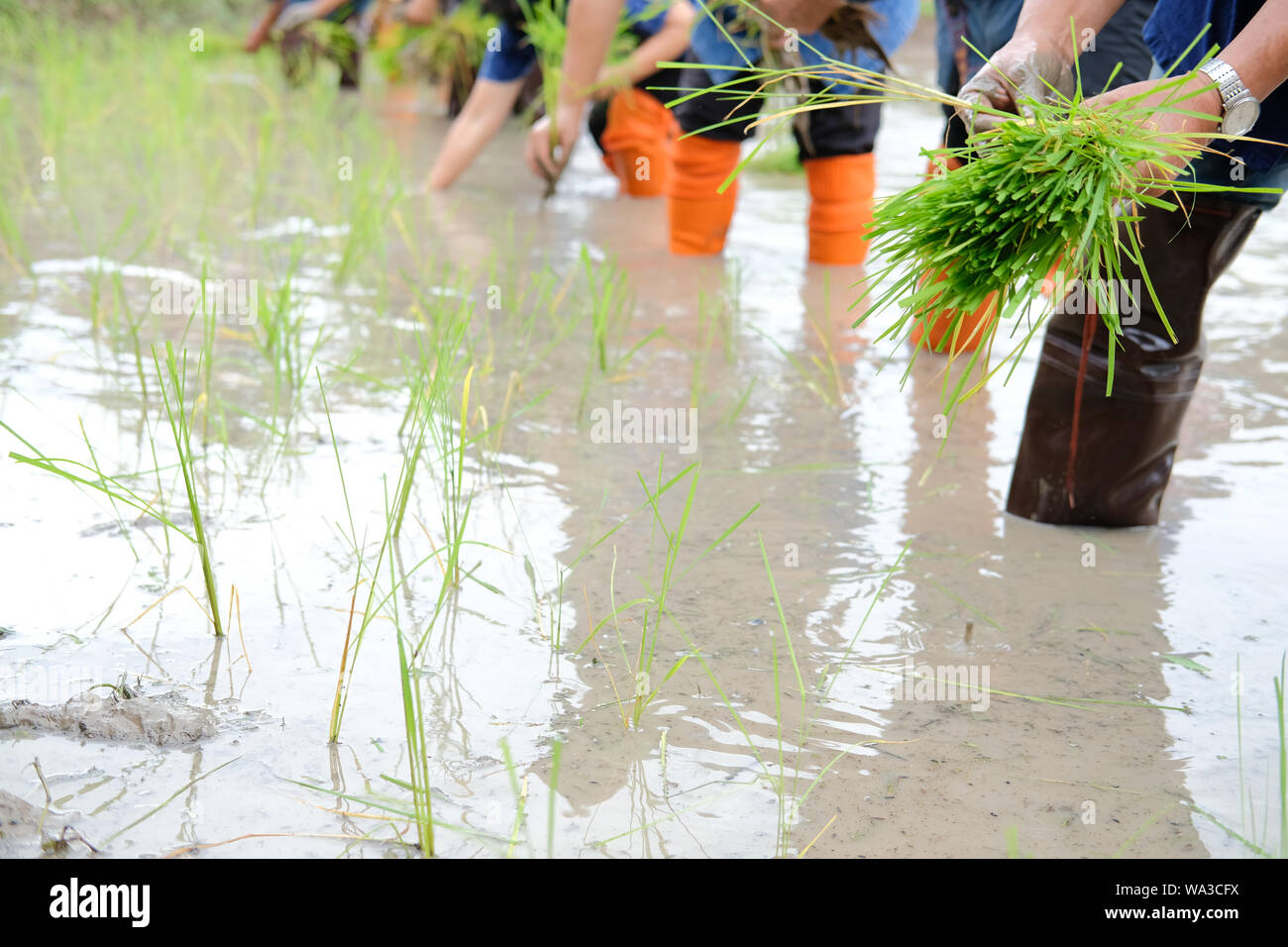 farmer growing rice in paddy field, people transplanting seedling Stock ...
