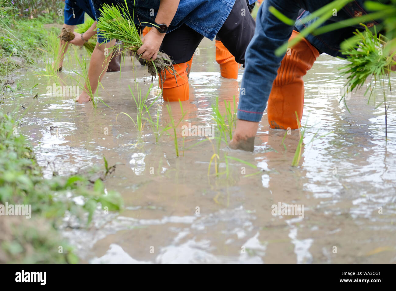 farmer growing rice in paddy field, people transplanting seedling Stock ...