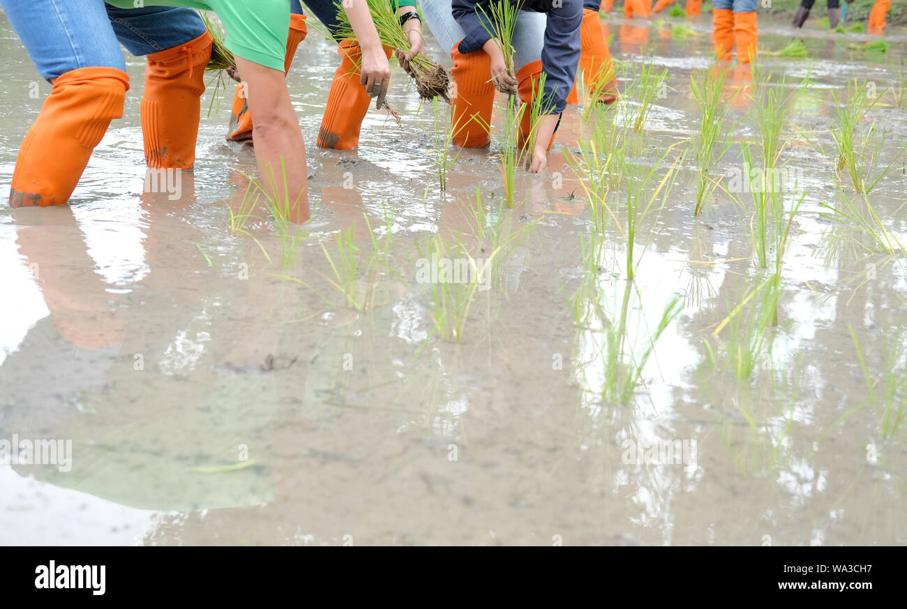 farmer growing rice in paddy field, people transplanting seedling Stock ...