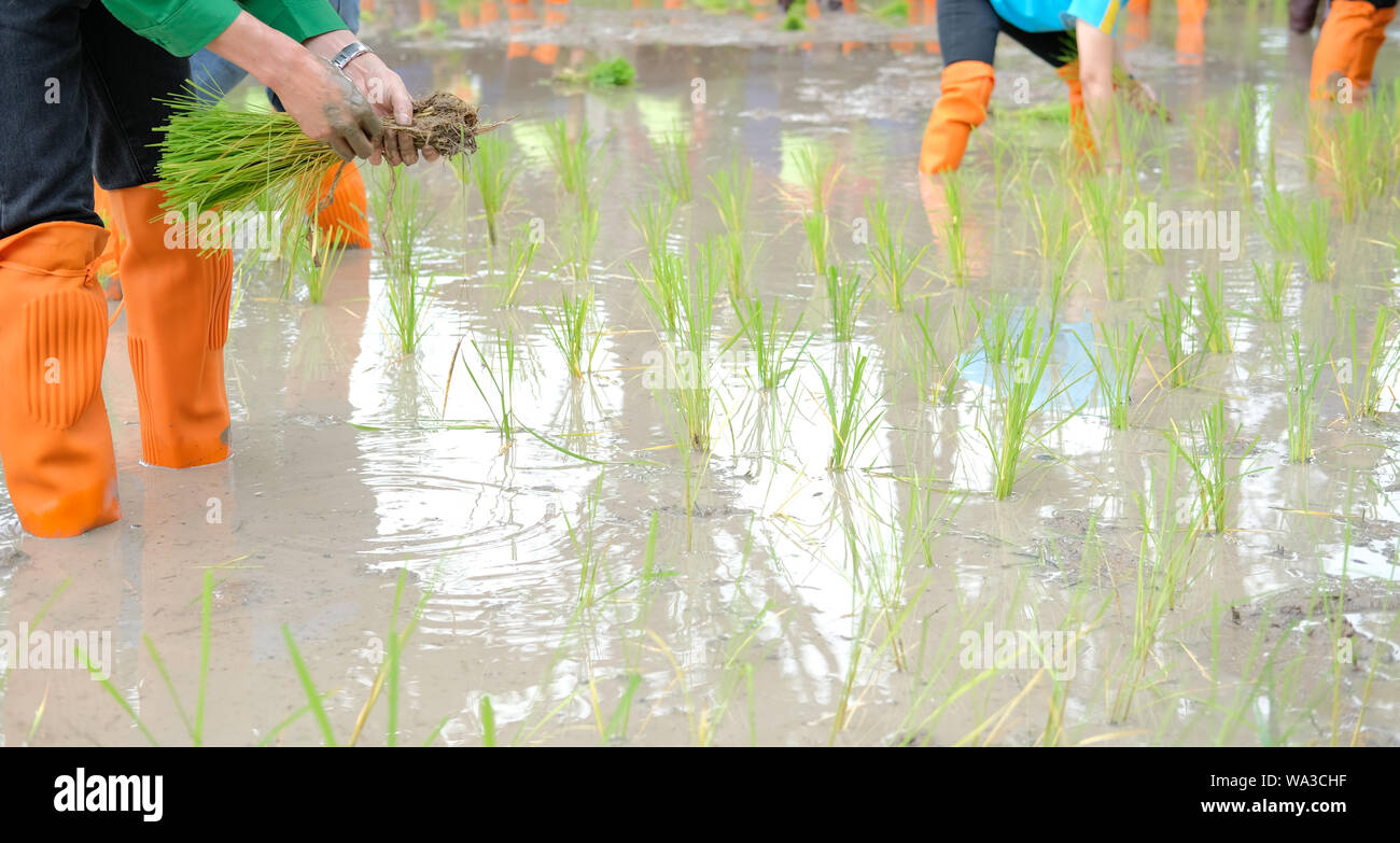 farmer growing rice in paddy field, people transplanting seedling Stock ...