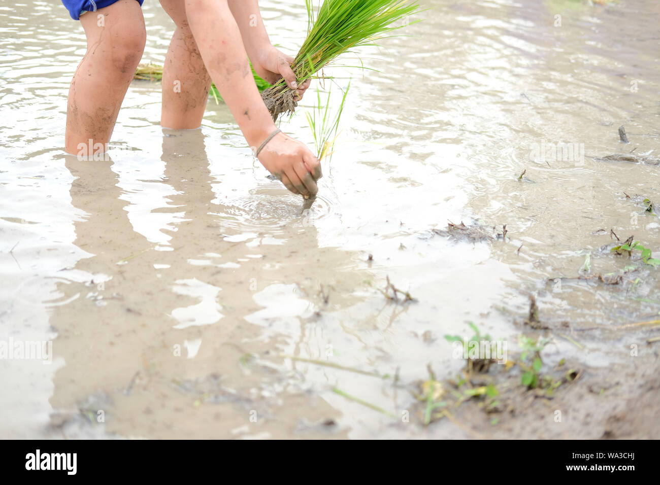 farmer growing rice in paddy field, people transplanting seedling Stock ...