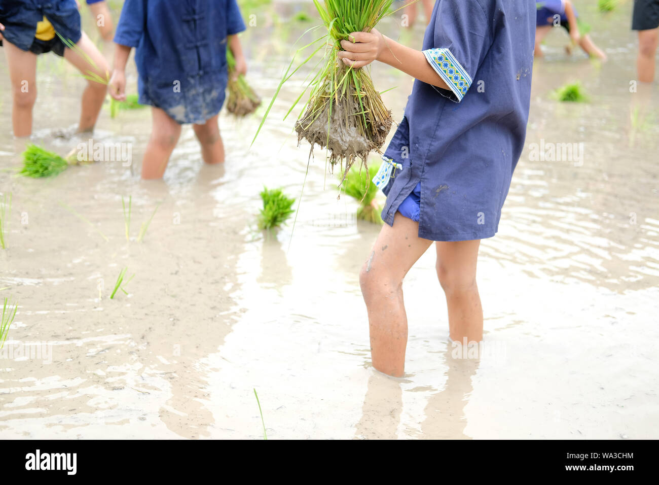 farmer growing rice in paddy field, people transplanting seedling Stock ...
