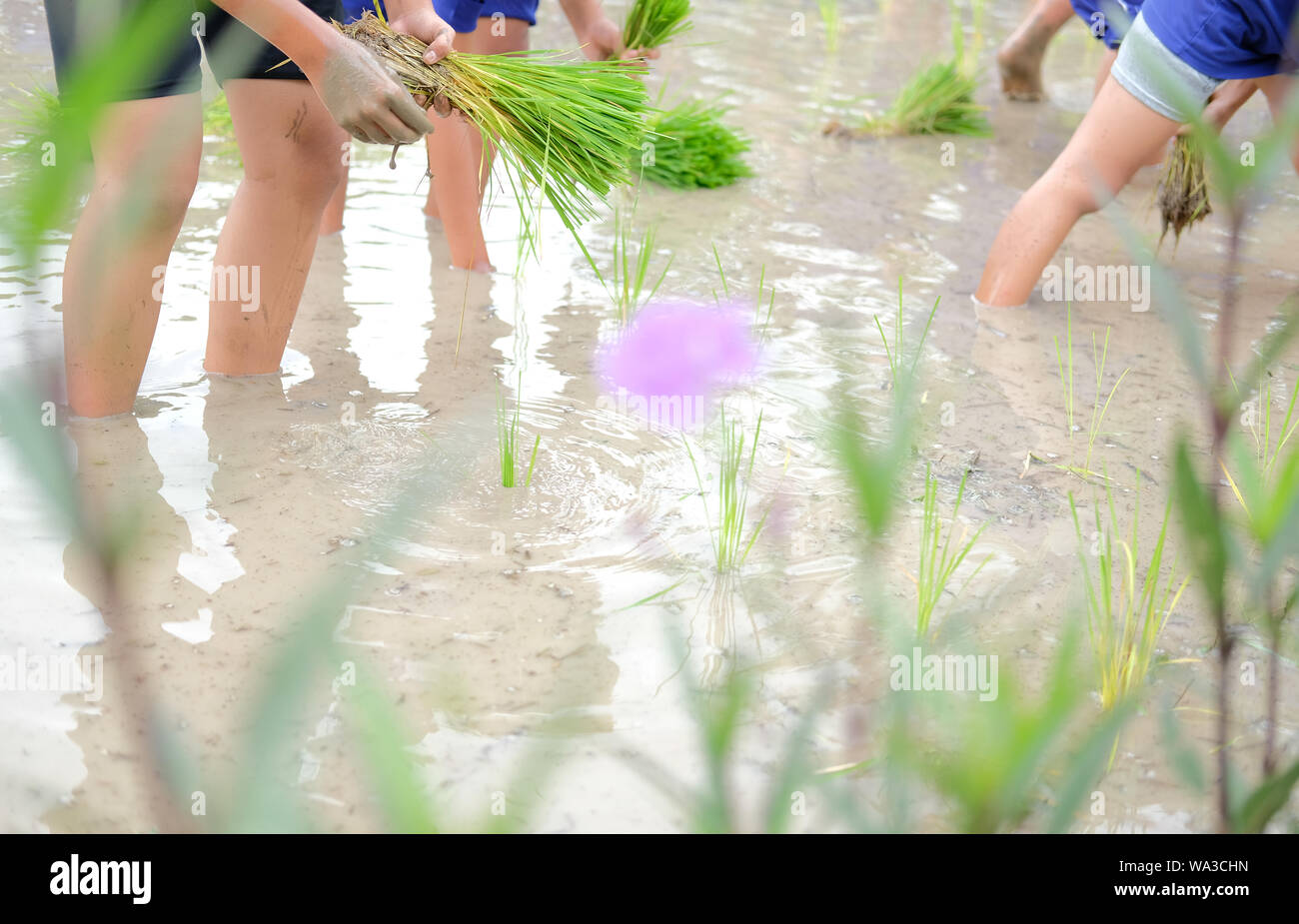 farmer growing rice in paddy field, people transplanting seedling Stock ...