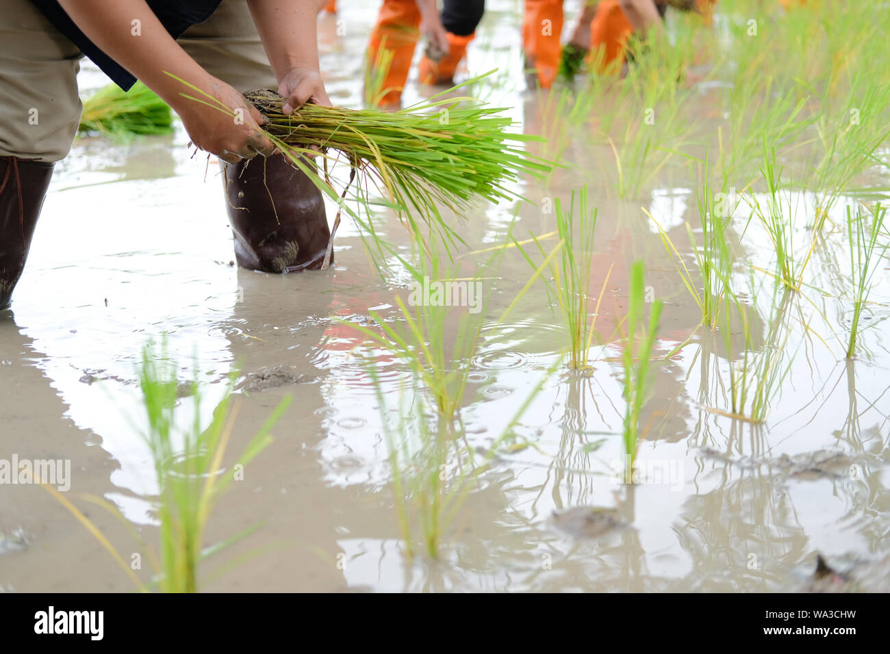 farmer growing rice in paddy field, people transplanting seedling Stock ...