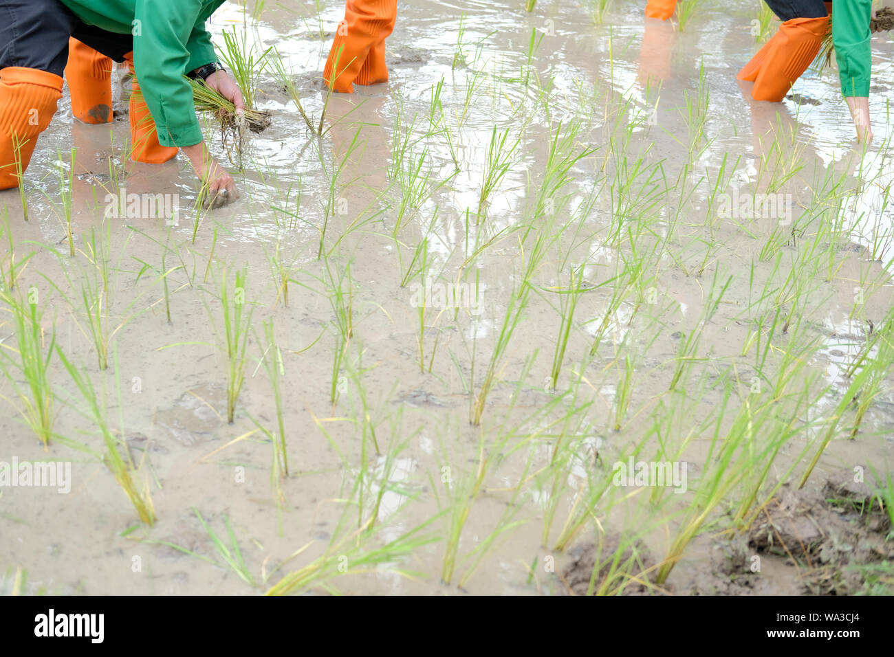 farmer growing rice in paddy field, people transplanting seedling Stock ...