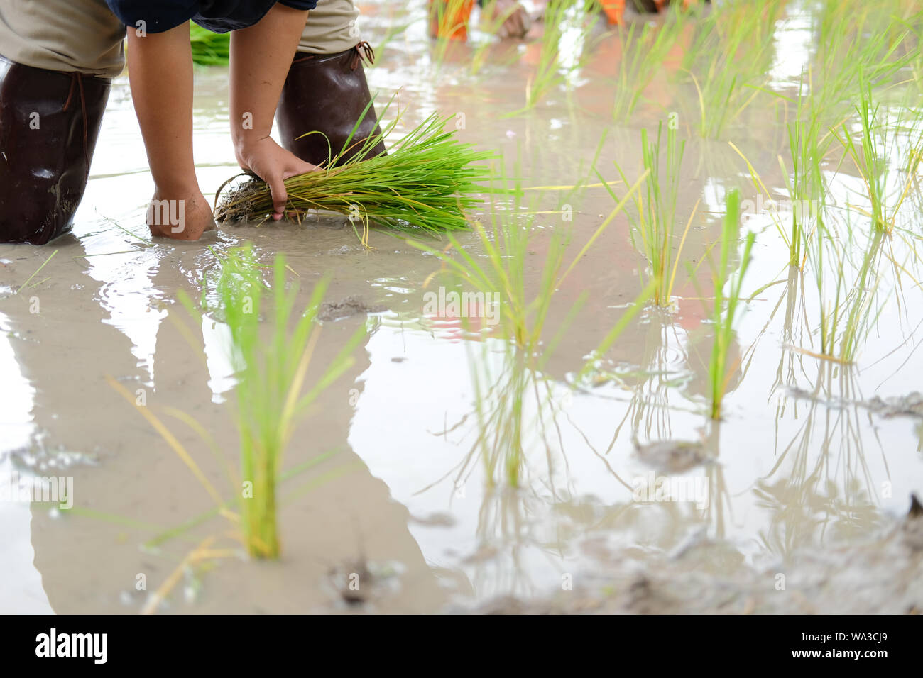 farmer growing rice in paddy field, people transplanting seedling Stock ...