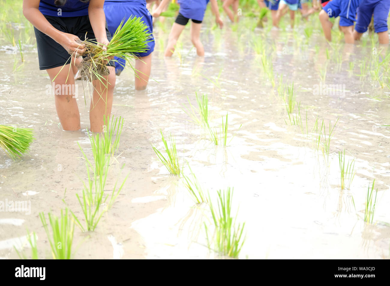 farmer growing rice in paddy field, people transplanting seedling Stock ...