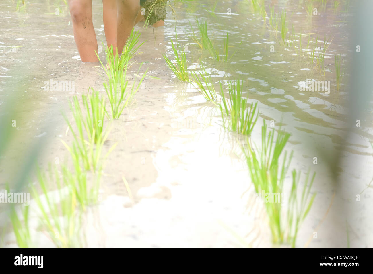 farmer growing rice in paddy field, people transplanting seedling Stock ...