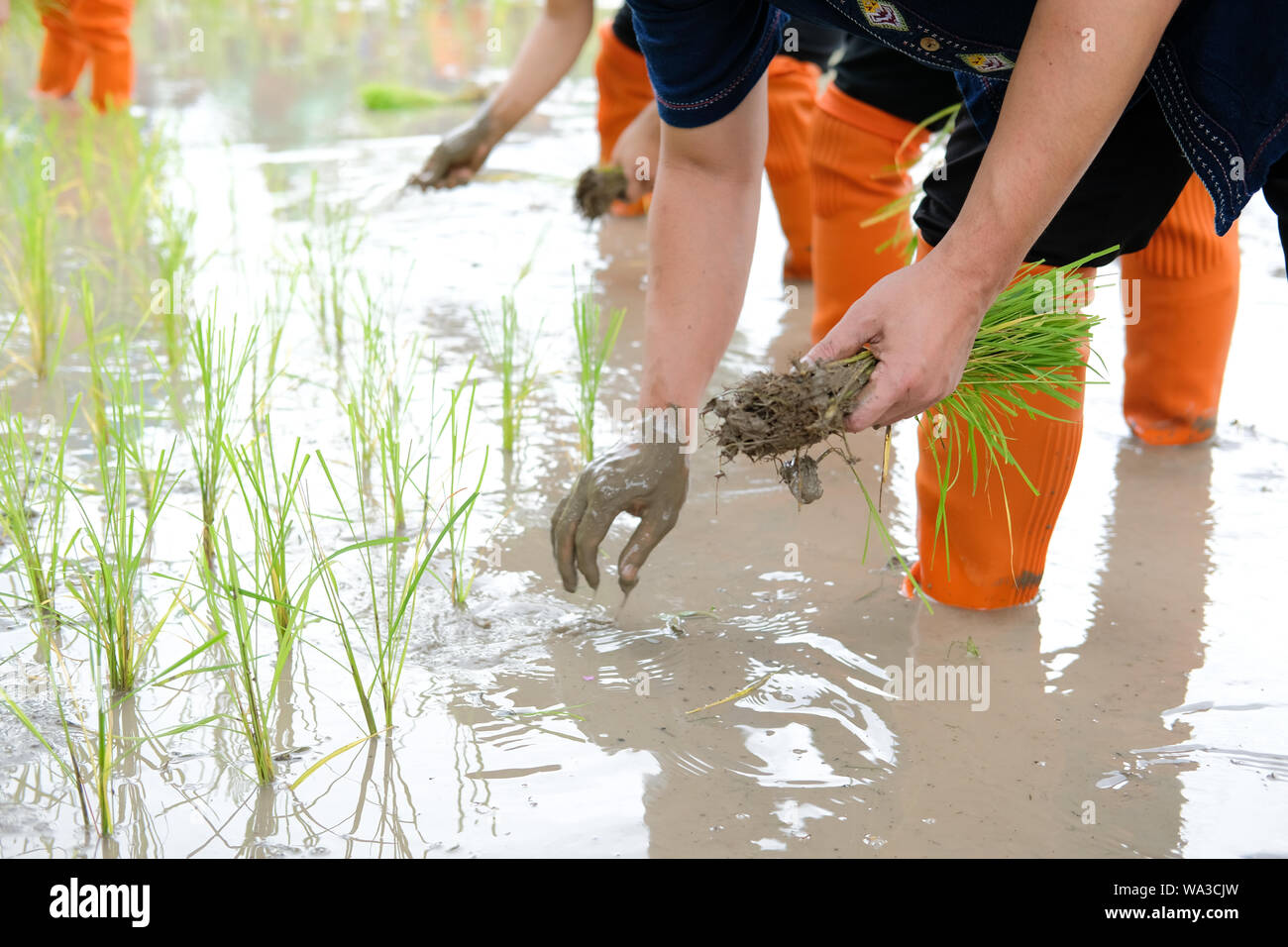 farmer growing rice in paddy field, people transplanting seedling Stock ...