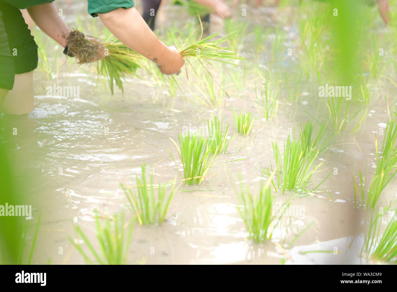farmer growing rice in paddy field, people transplanting seedling Stock ...