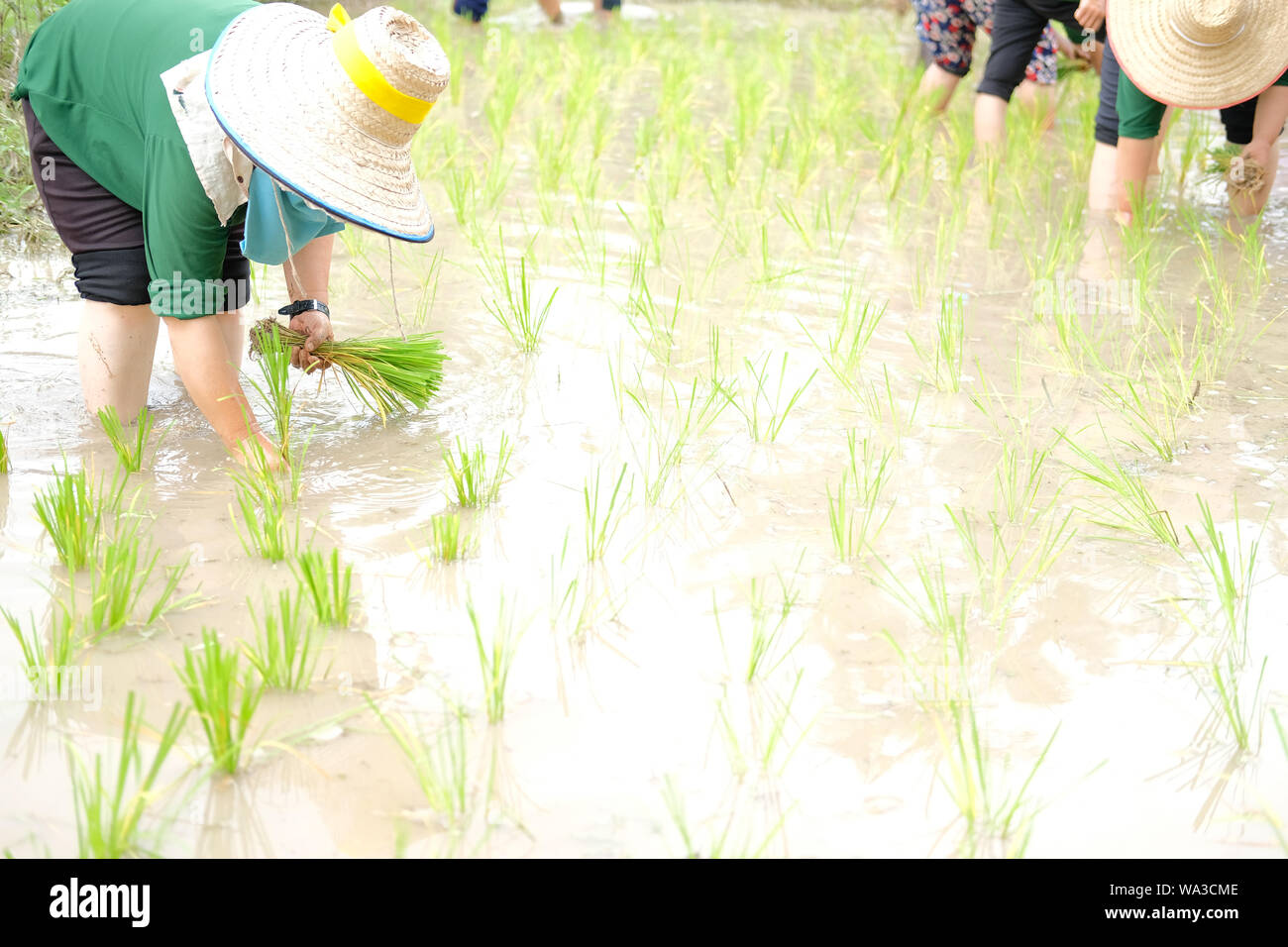 farmer growing rice in paddy field, people transplanting seedling Stock ...