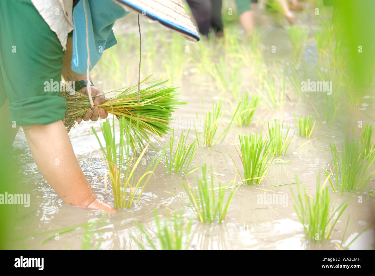 farmer growing rice in paddy field, people transplanting seedling Stock ...