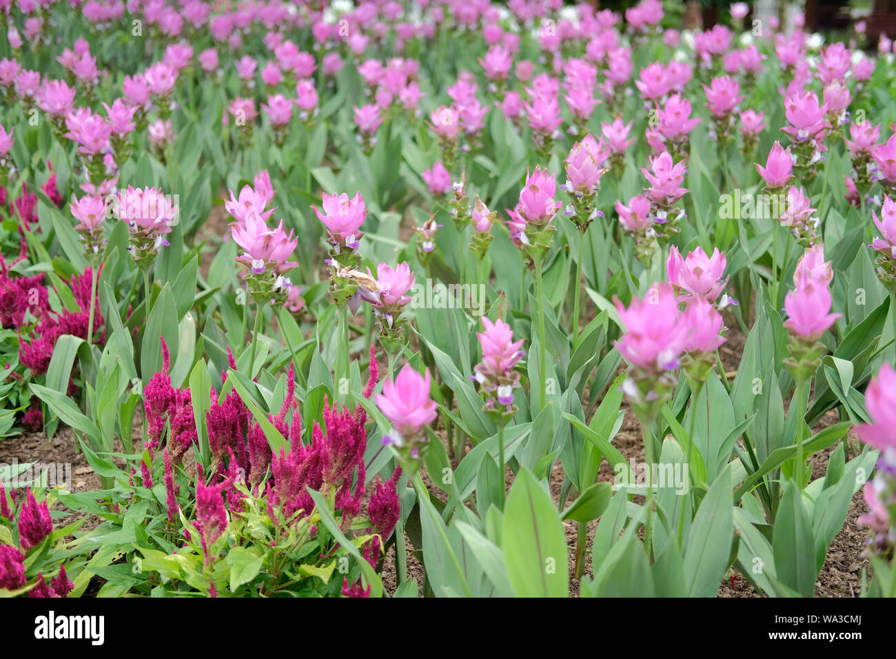 siam tulip flower garden field. Curcuma alismatifolia Stock Photo - Alamy