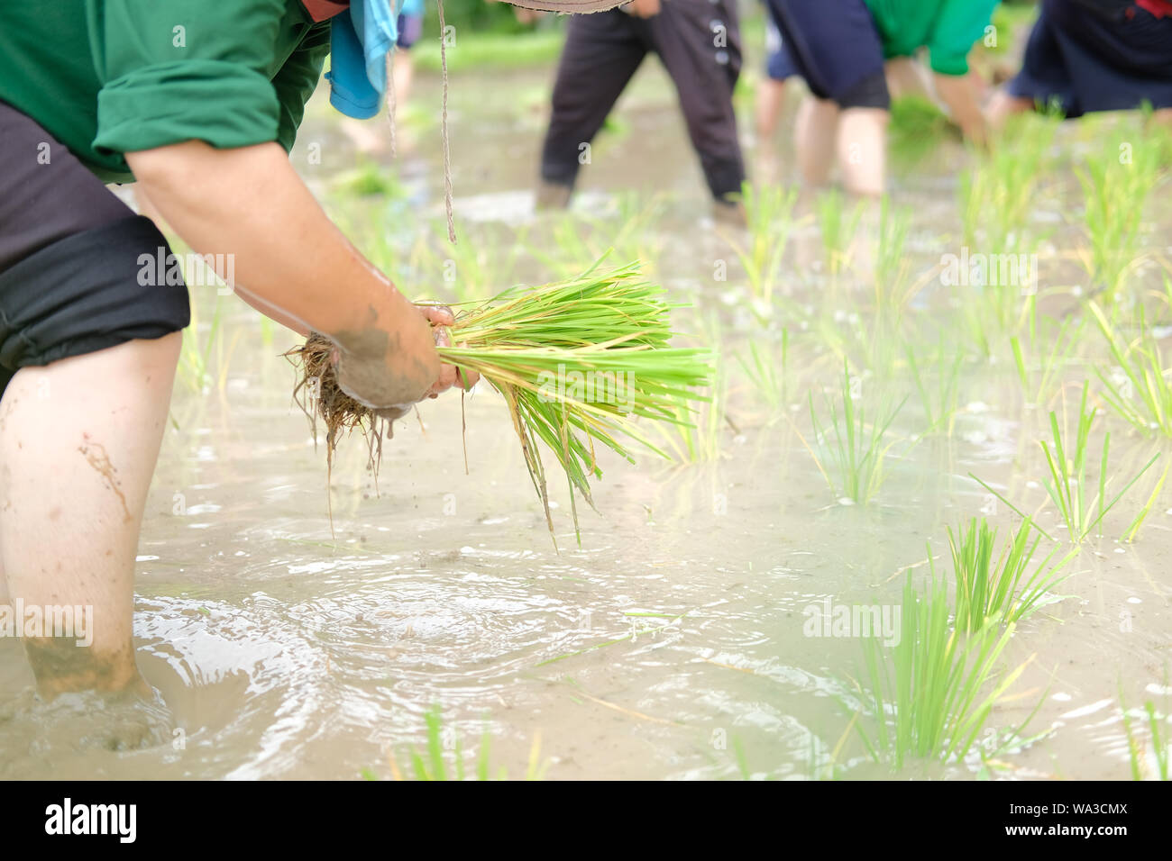 farmer growing rice in paddy field, people transplanting seedling Stock ...