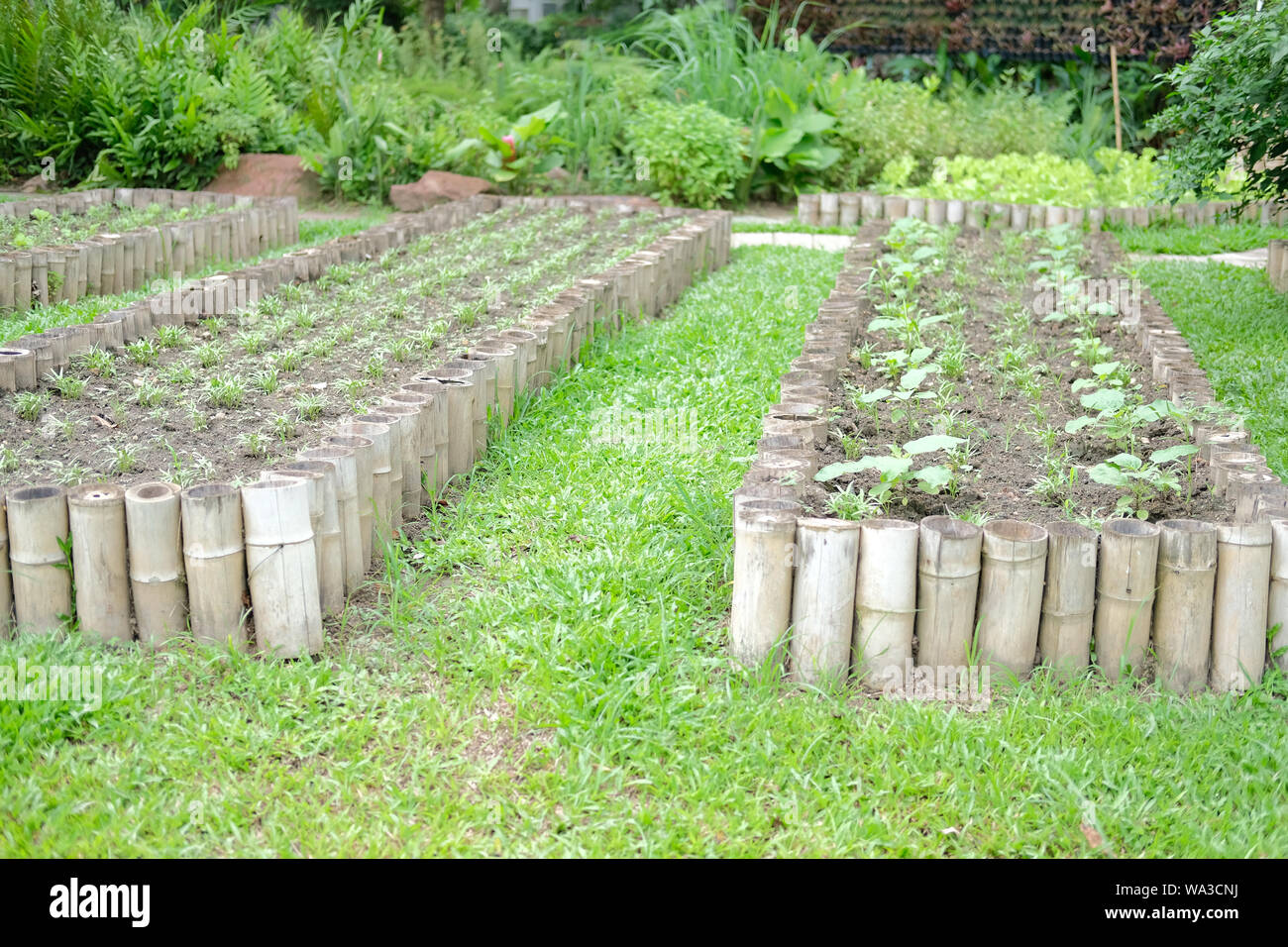 plant growing in farm. vegatable plantation in garden farmland Stock ...