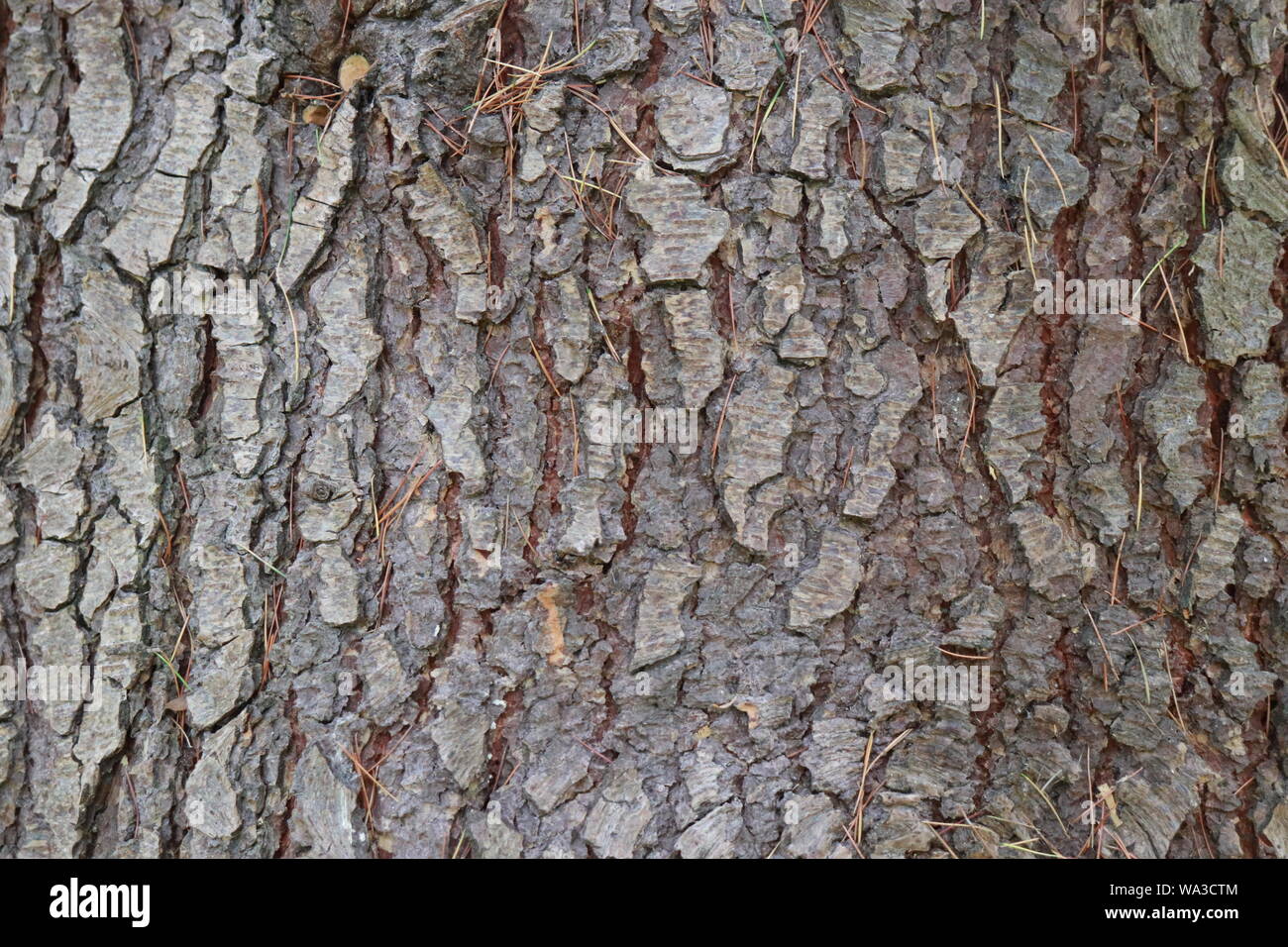 Tree bark in close up Stock Photo - Alamy