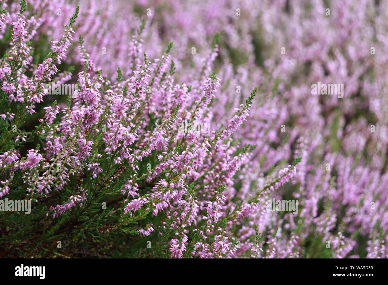 Fern ferns heath rural hi-res stock photography and images - Alamy