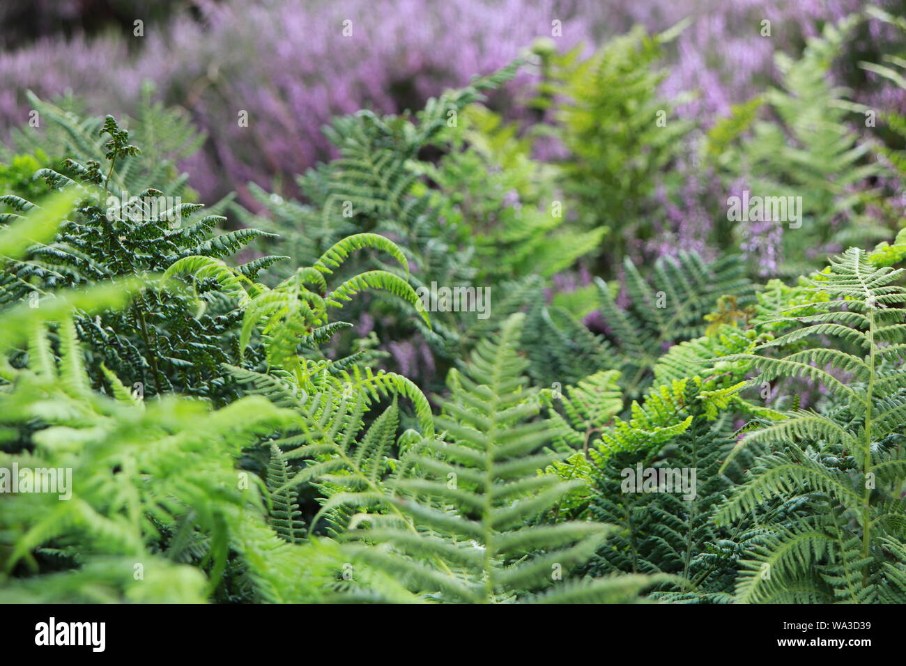 Heather and ferns in close up Stock Photo - Alamy