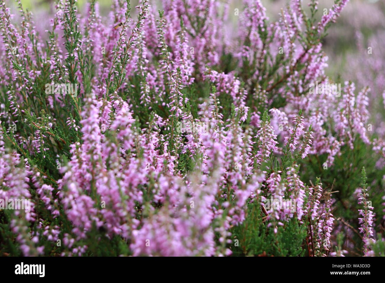 Fern ferns heath rural hi-res stock photography and images - Alamy