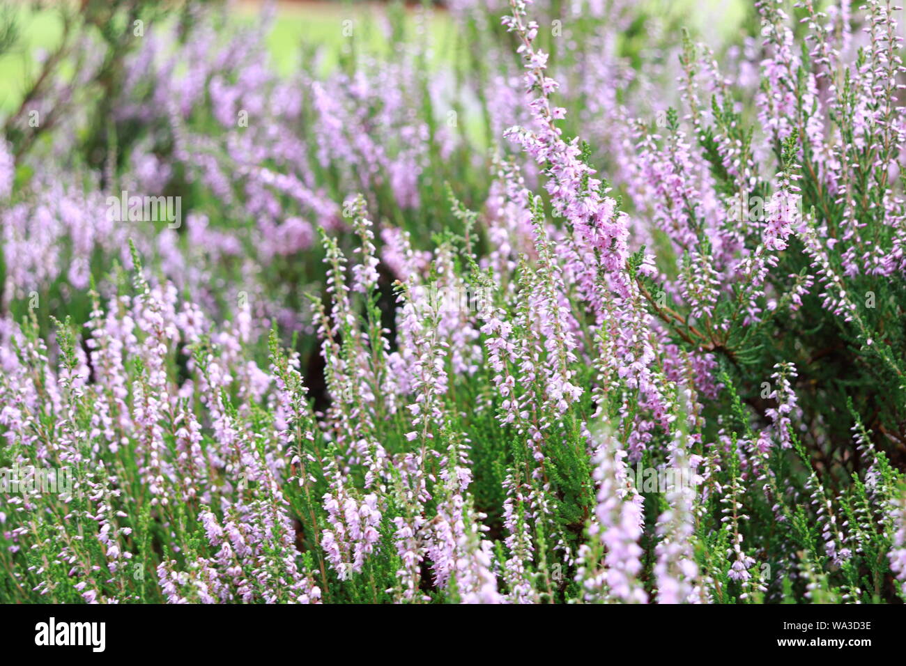 Fern ferns heath rural hi-res stock photography and images - Alamy