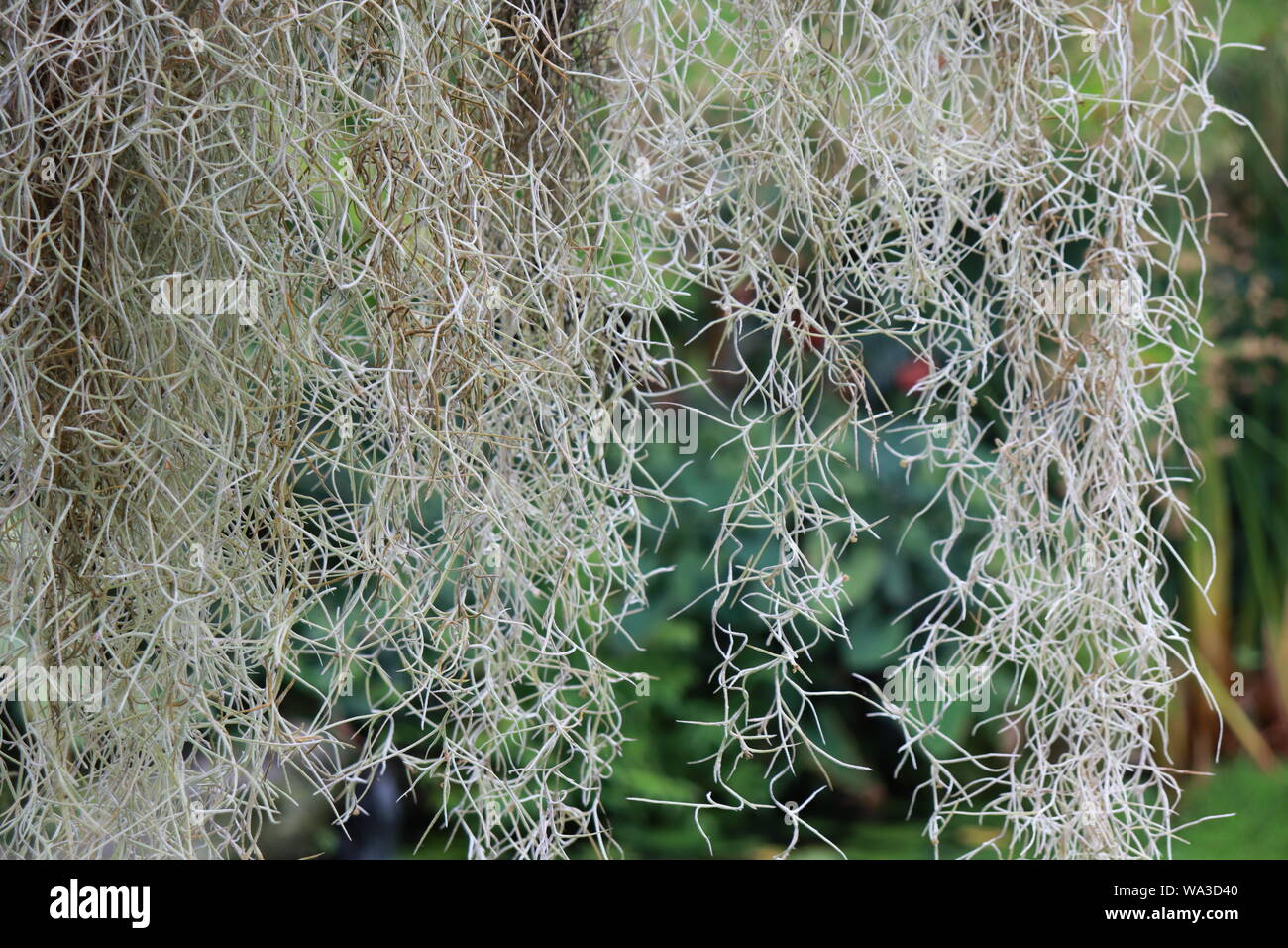 Tangled shrubs hi-res stock photography and images - Alamy