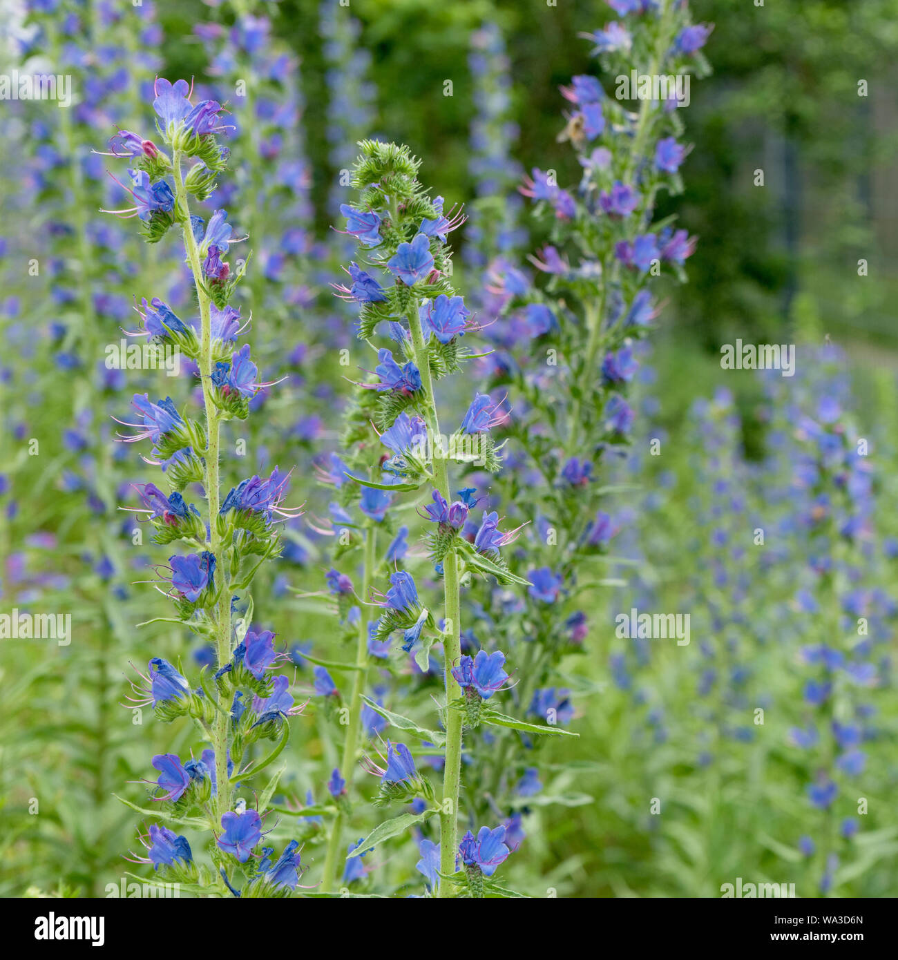 Meadow with blue flowers of the blueweed Stock Photo - Alamy