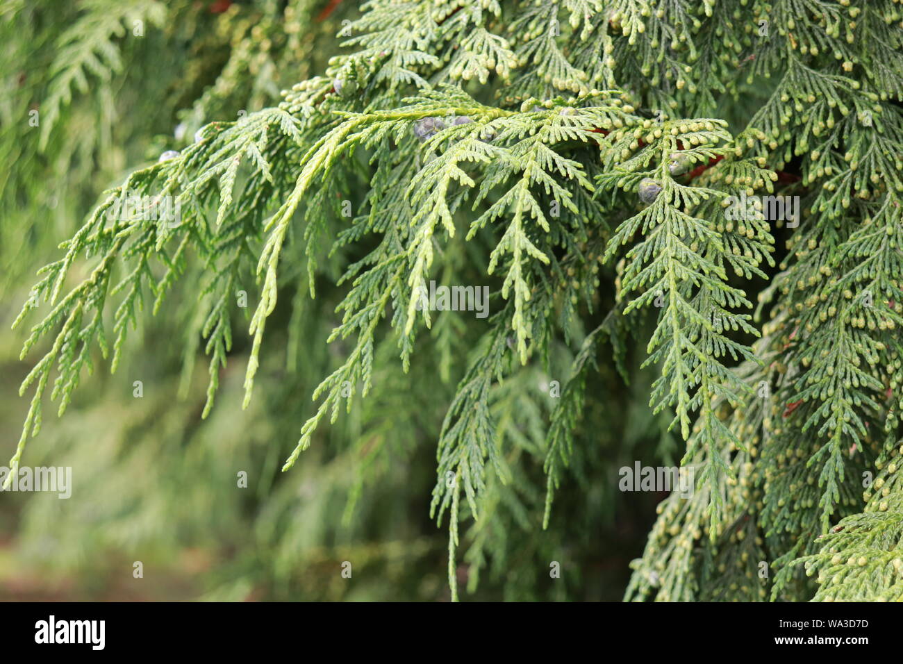 Fir tree branches in close up Stock Photo - Alamy