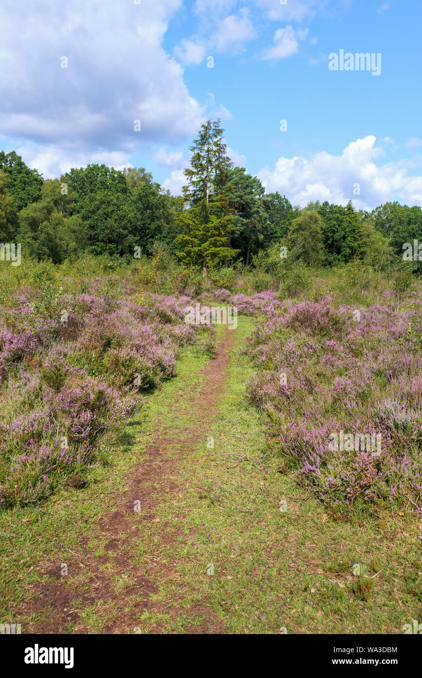 Pirbright common hi-res stock photography and images - Alamy