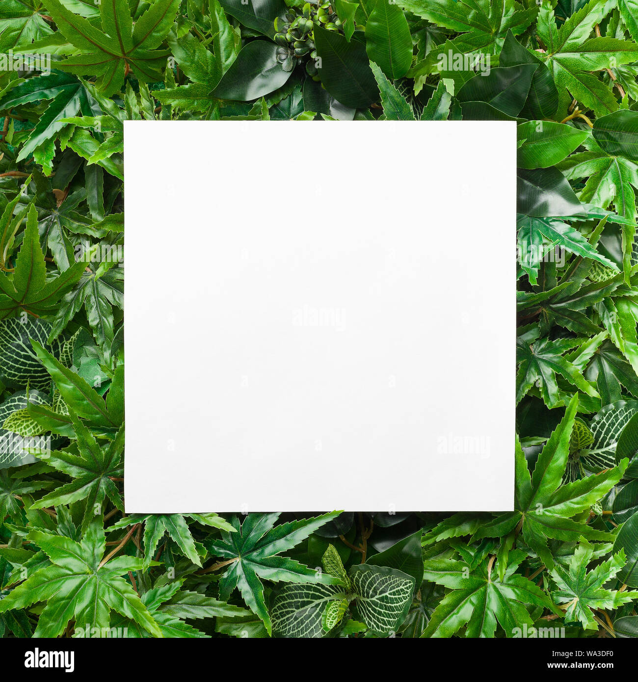 Creative layout made of evergreen leaves with paper card note Stock ...