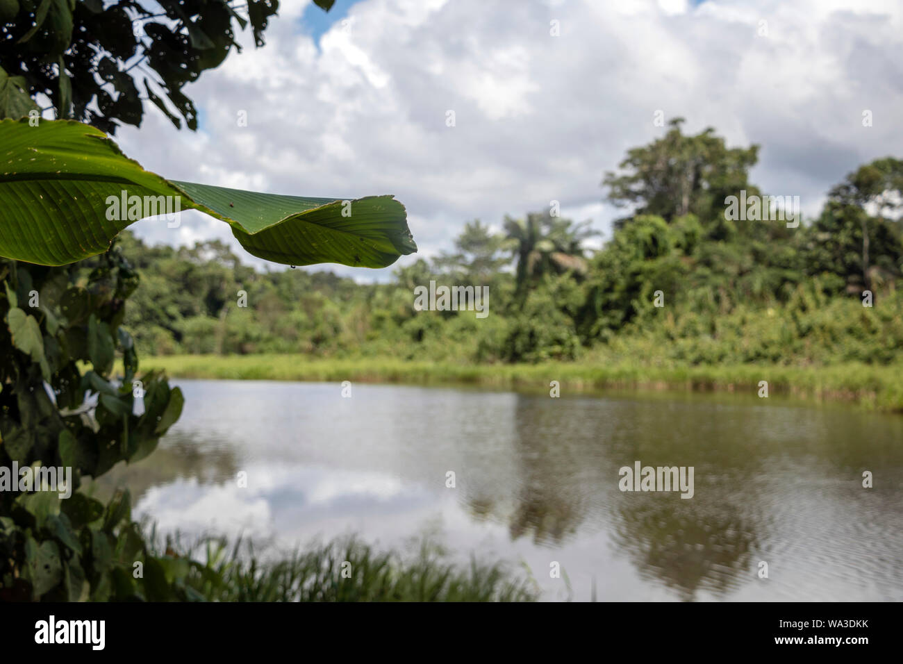 Green lake in the middle of Bolivian rainforest, Madidi national park ...