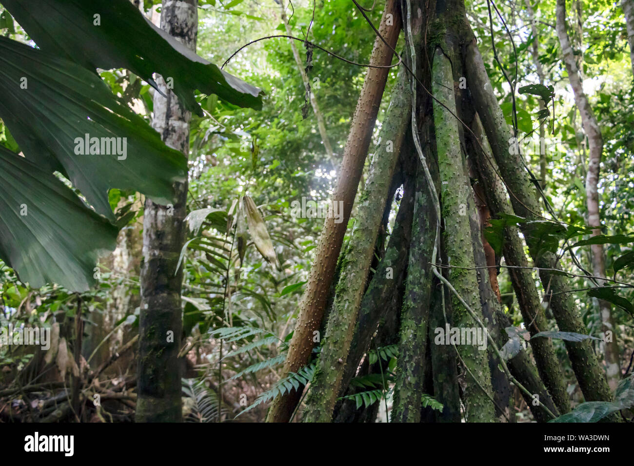 Green flora of the Bolivian jungle, rainforest landscape with dense ...