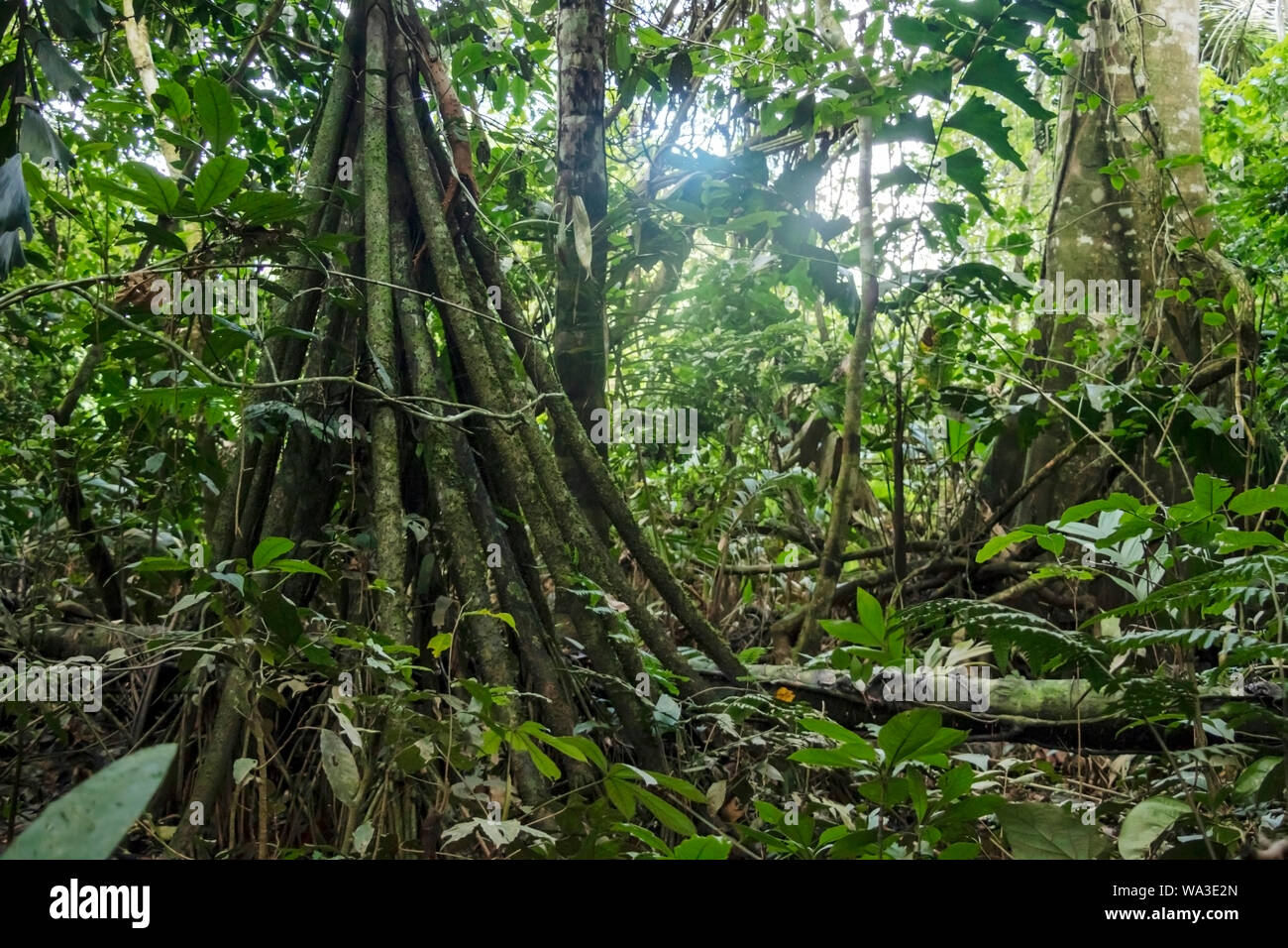 Green flora of the Bolivian jungle, rainforest landscape with dense ...
