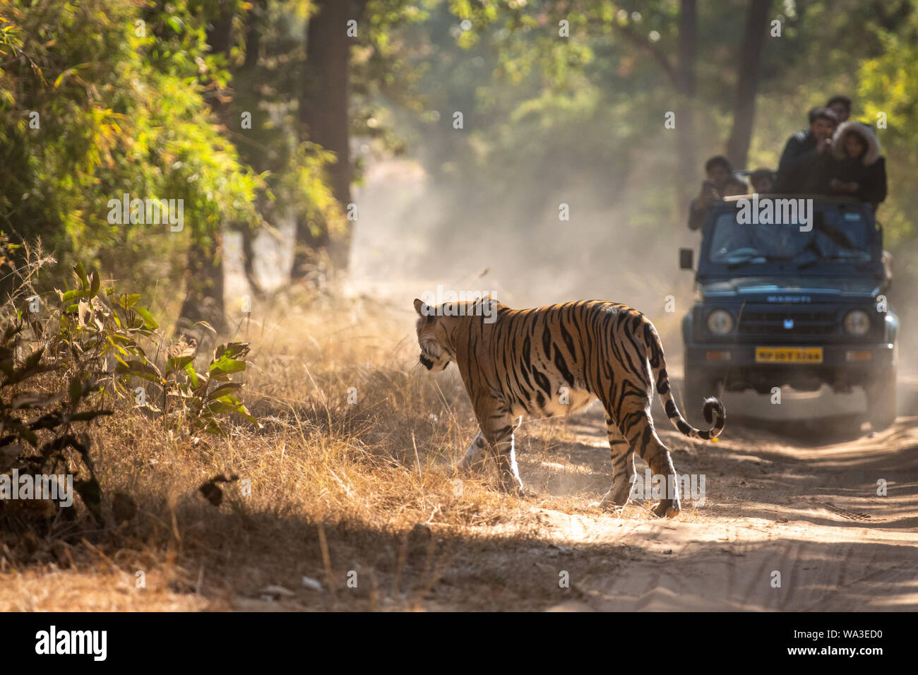 A Female Bengal Tiger marking his territory. Image taken during a ...