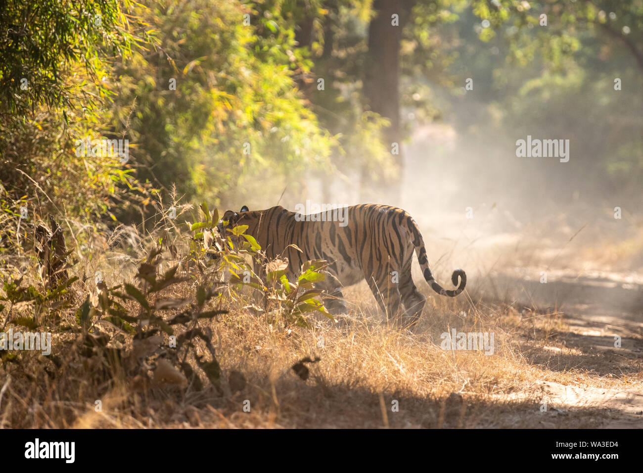 A Female Bengal Tiger marking his territory. Image taken during a ...