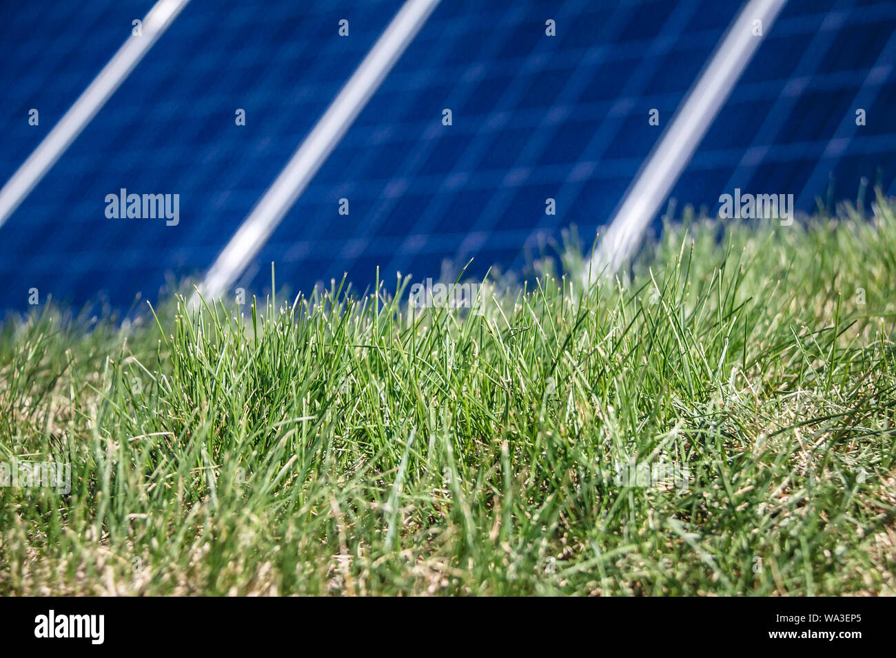 Solar Panels in a green field of grass. Green Energy. Future Energy ...
