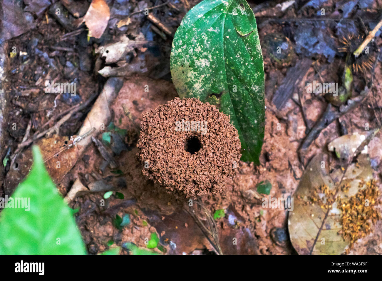 Abstract slightly blurred background with insect live scene in the ...